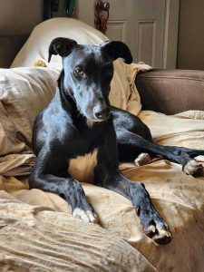 Elijah - Greyhound Adoption League of Texas