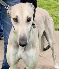 Available for Adoption - Greyhound Adoption League of Texas