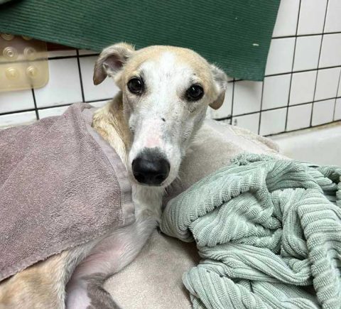 Greyhound Adoption League of Texas - Greyhound Adoption League of Texas